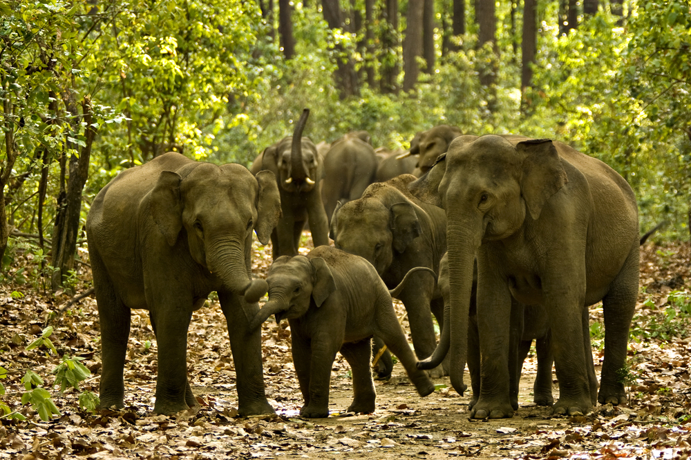 5 Wildlife Sanctuaries to visit during Monsoons in India | ixigo Travel ...